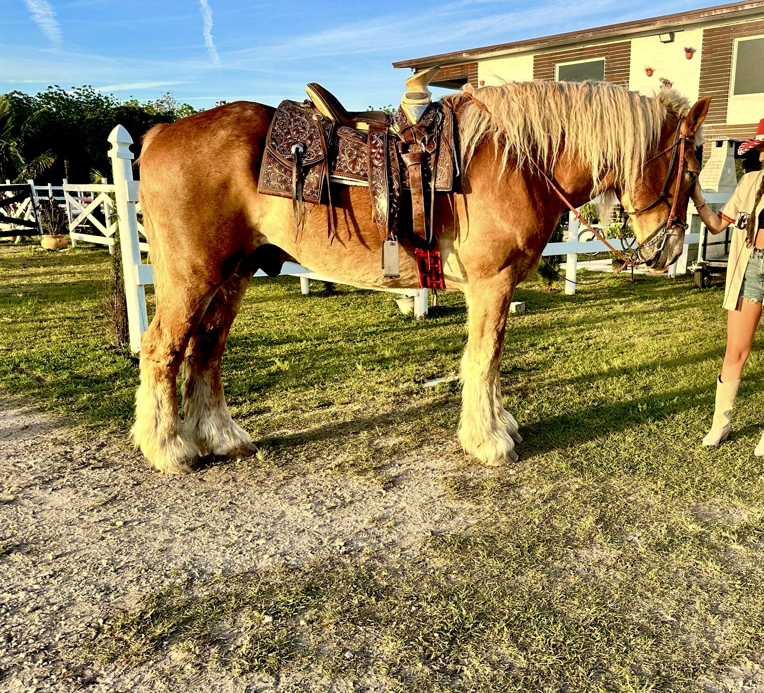 Experiences – Orchid Stables Riding Club LLC